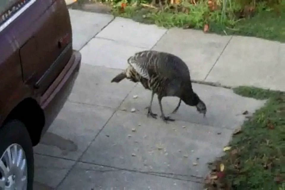 A Wild Turkey Right In Our Neighborhood -- Right In Our Driveway! on Vimeo