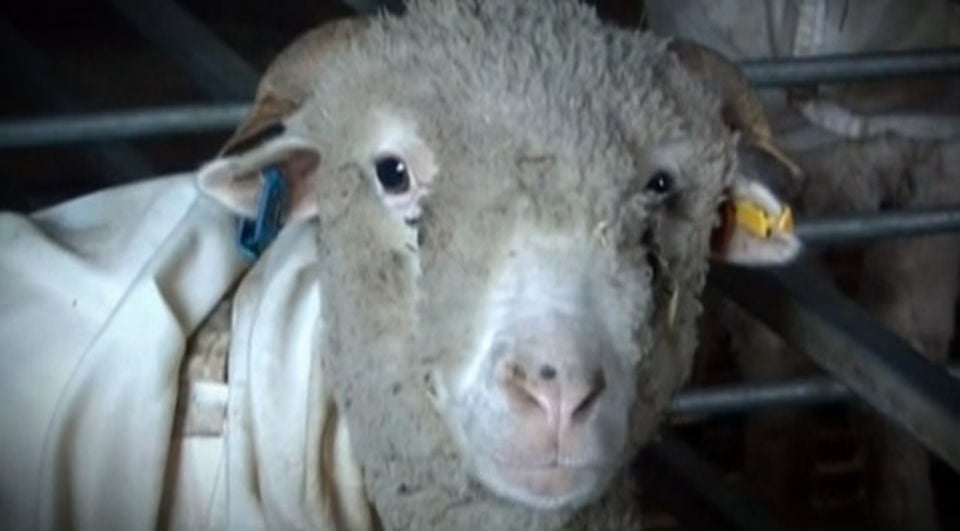 'Ultra-fine' Wool Cruelty Exposed on Vimeo