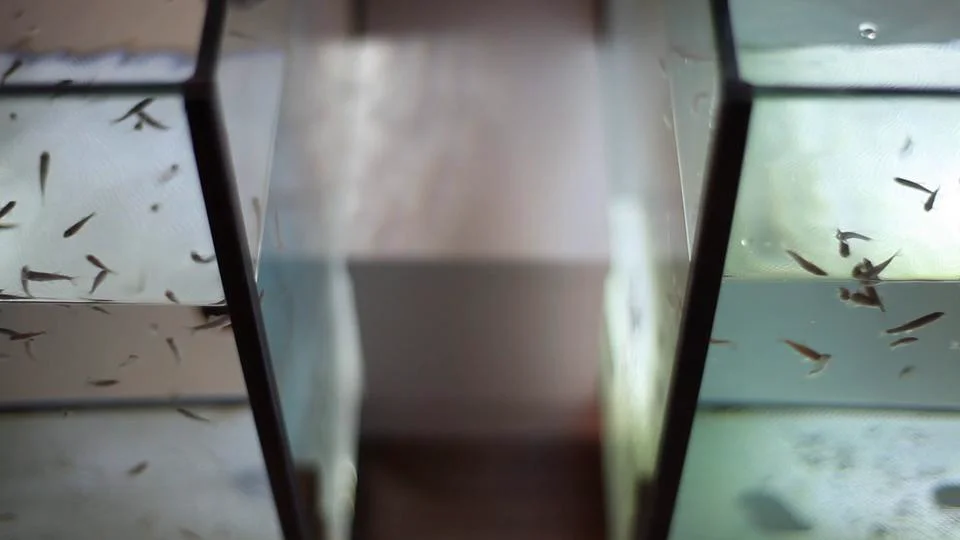 Fish, Feet & Food on Vimeo
