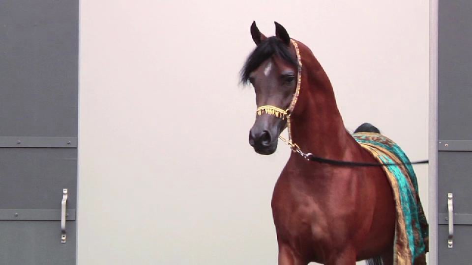 QR Marc - Arabian Stallion on Vimeo