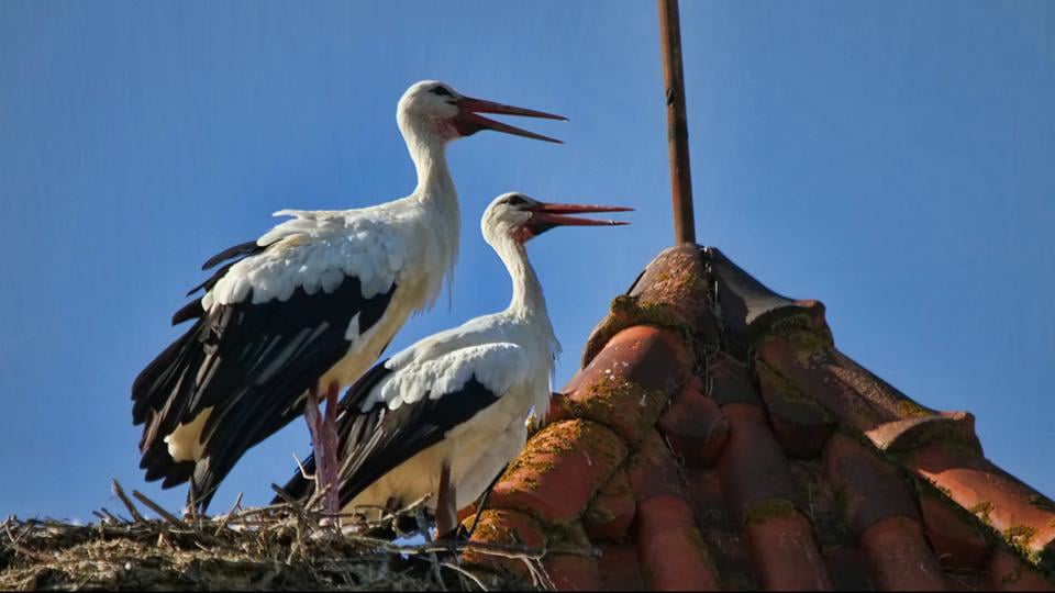Birds of Portugal on Vimeo