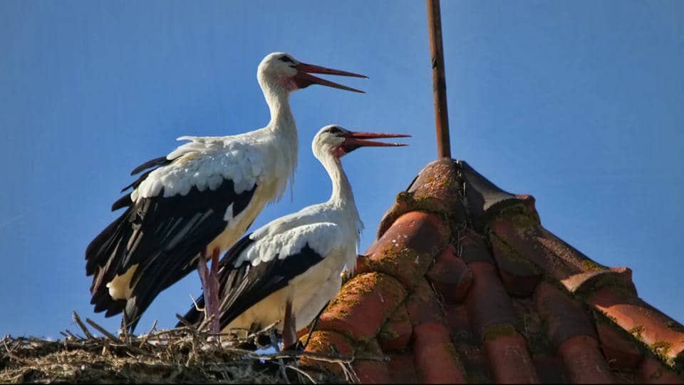 Birds of Portugal on Vimeo