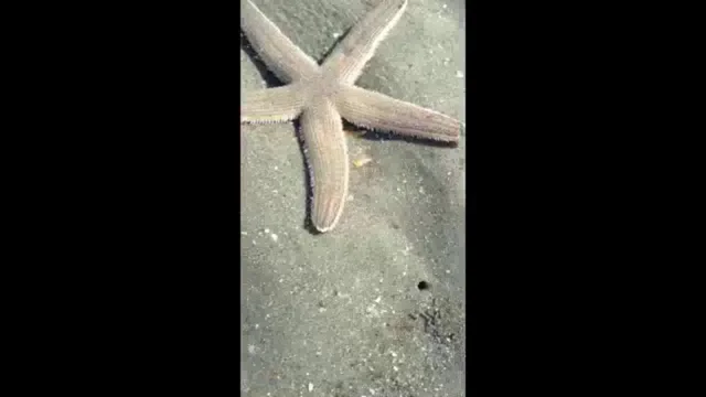 Locomotion In Starfish