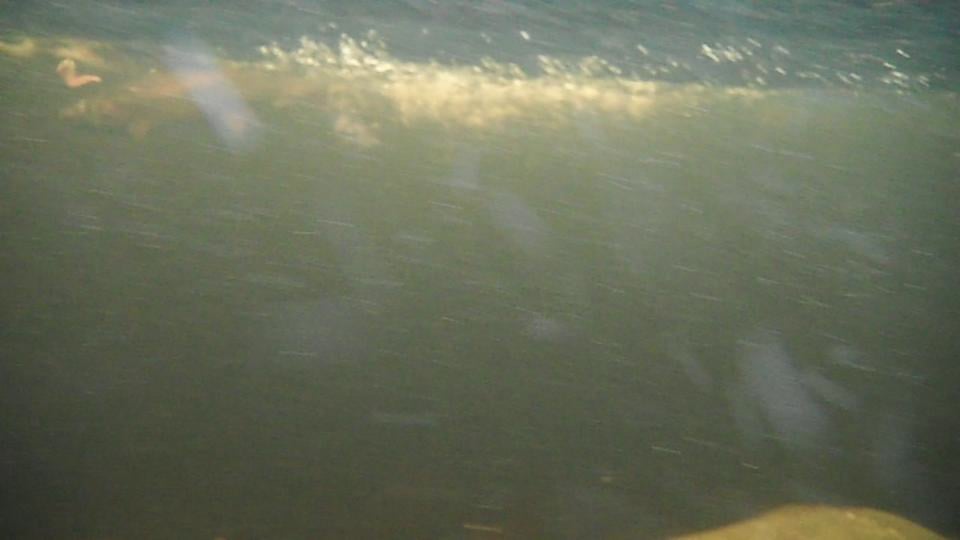 Fun with Fish on Vimeo