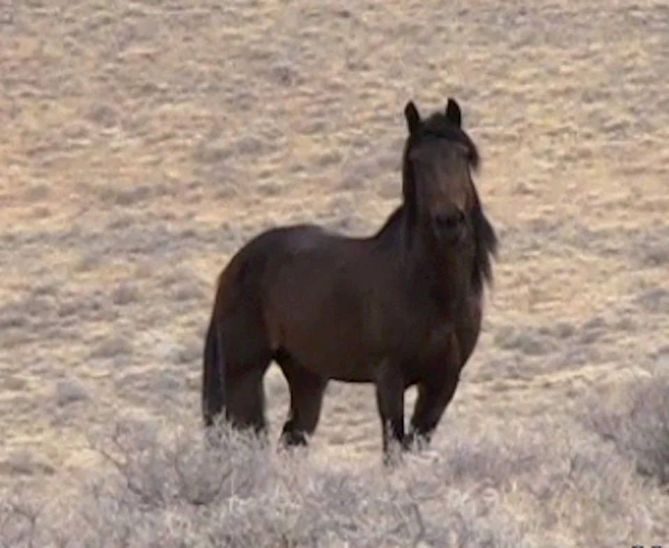 calico wild horse roundup/ one stallion on Vimeo
