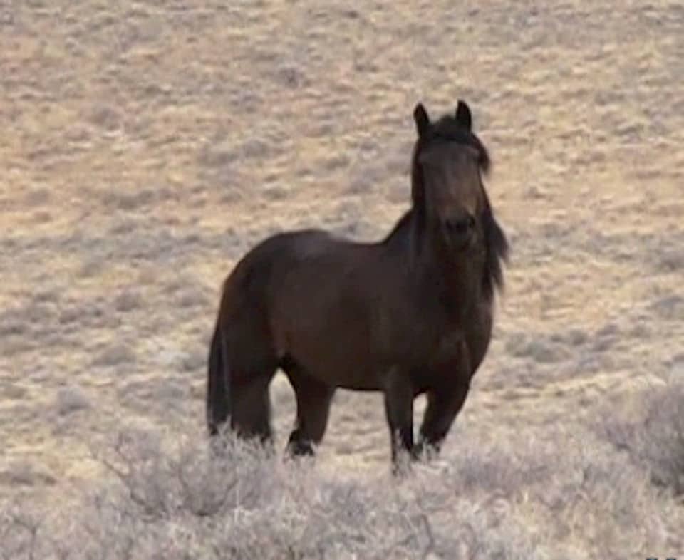 calico wild horse roundup/ one stallion on Vimeo