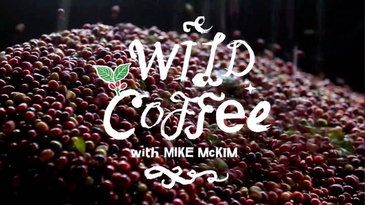 Wild Coffee on Vimeo