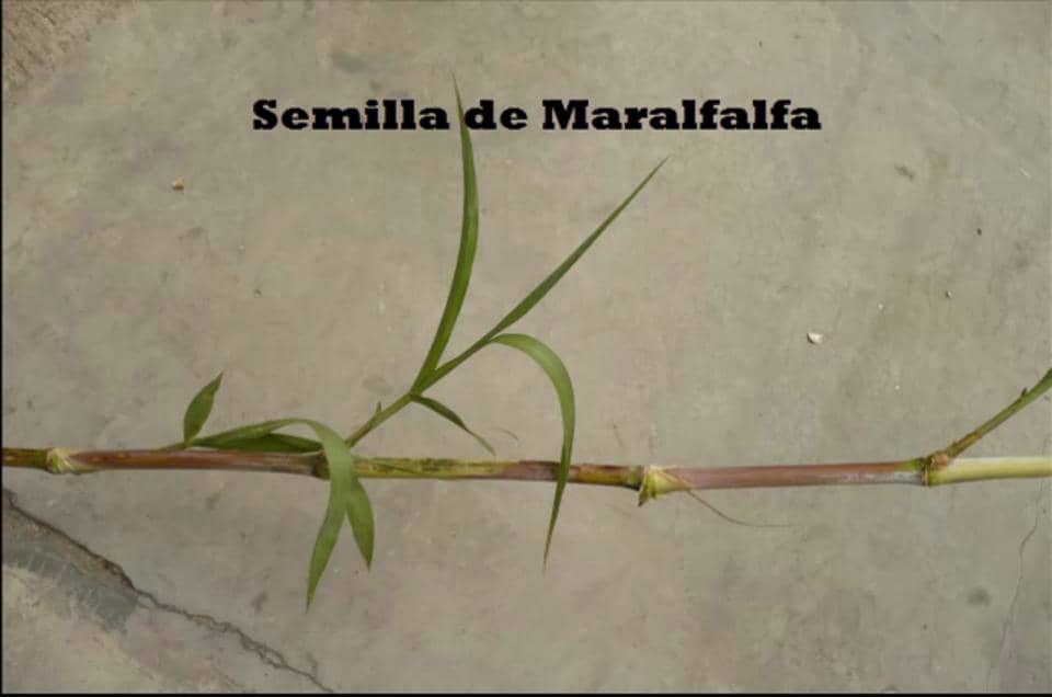 Semilla de maralfalfa on Vimeo