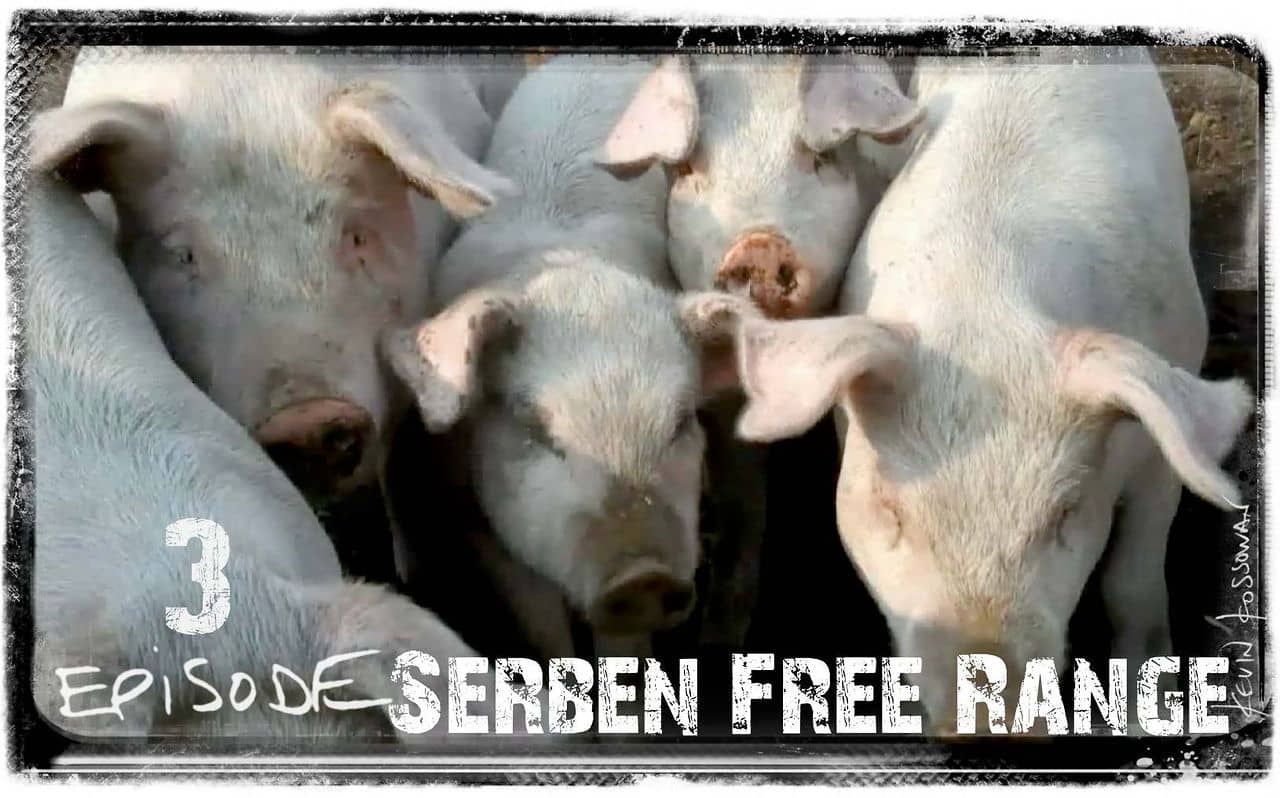Episode 3 - Serben Free Range on Vimeo
