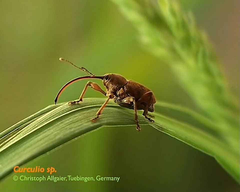 Microinvasive mouthparts of a long-snout weevil (Curculio sp.) on Vimeo