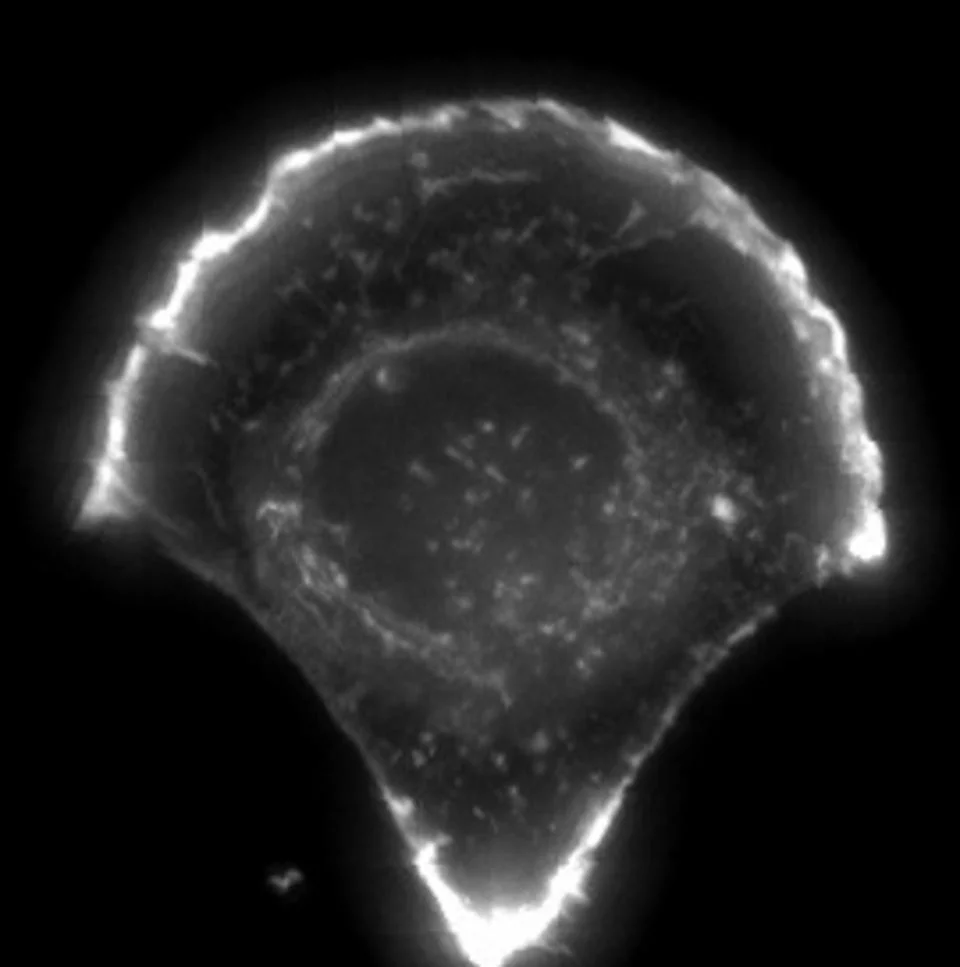 Cortactin staining in RPE1 cells plated on crossbow shaped ...