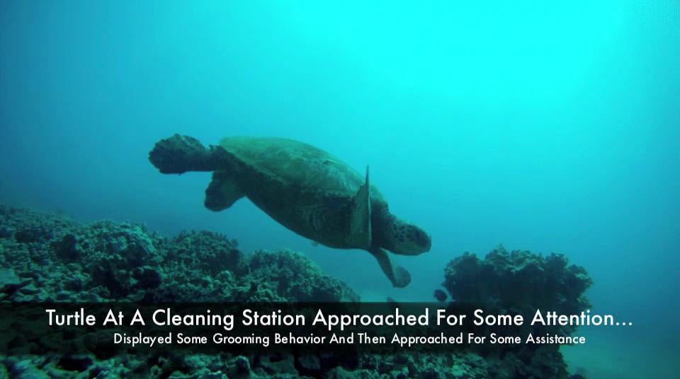 Turtle Massage on Vimeo