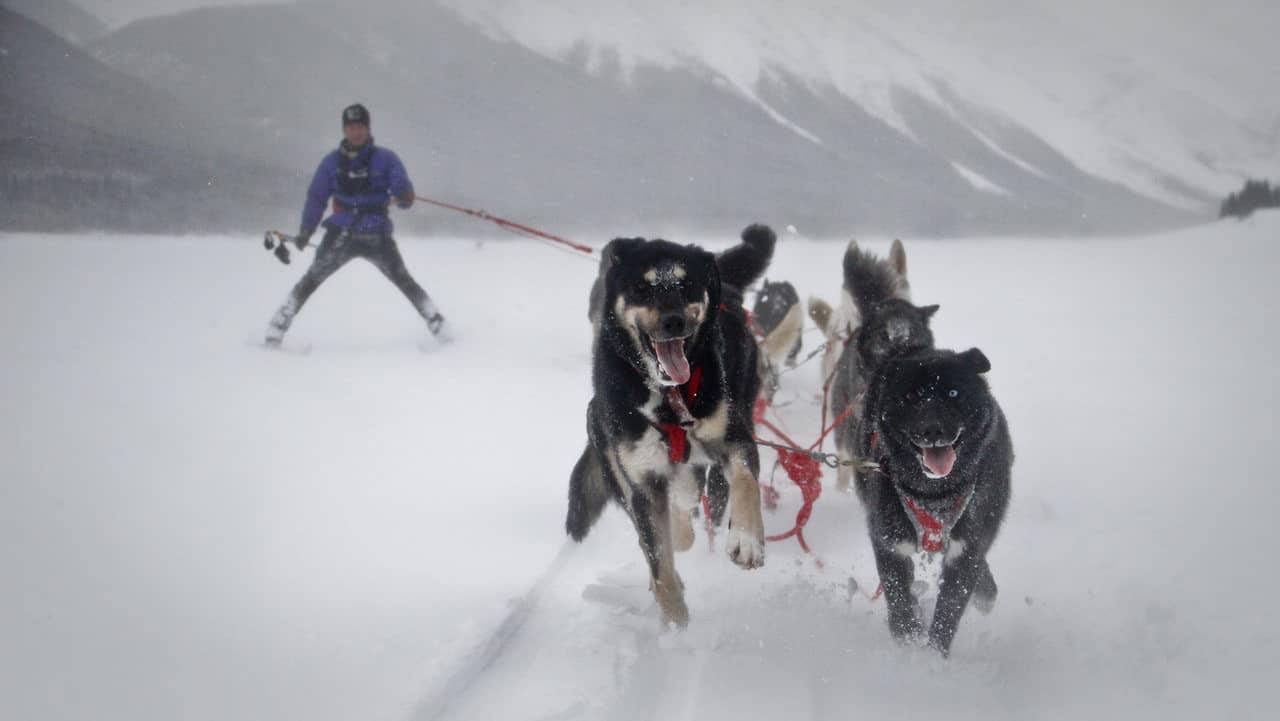 12 Dogs Skijor on Vimeo