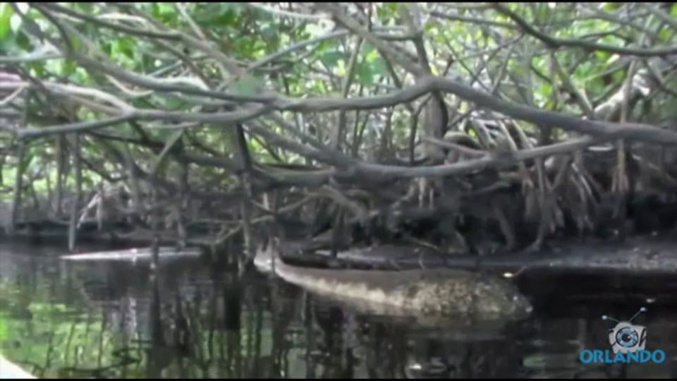 Swamp Girl Adventures S01E01 on Vimeo