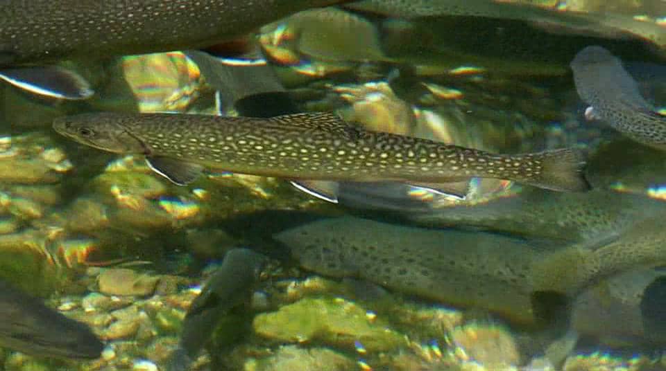 Bosnia Small Fish Farming Economy on Vimeo