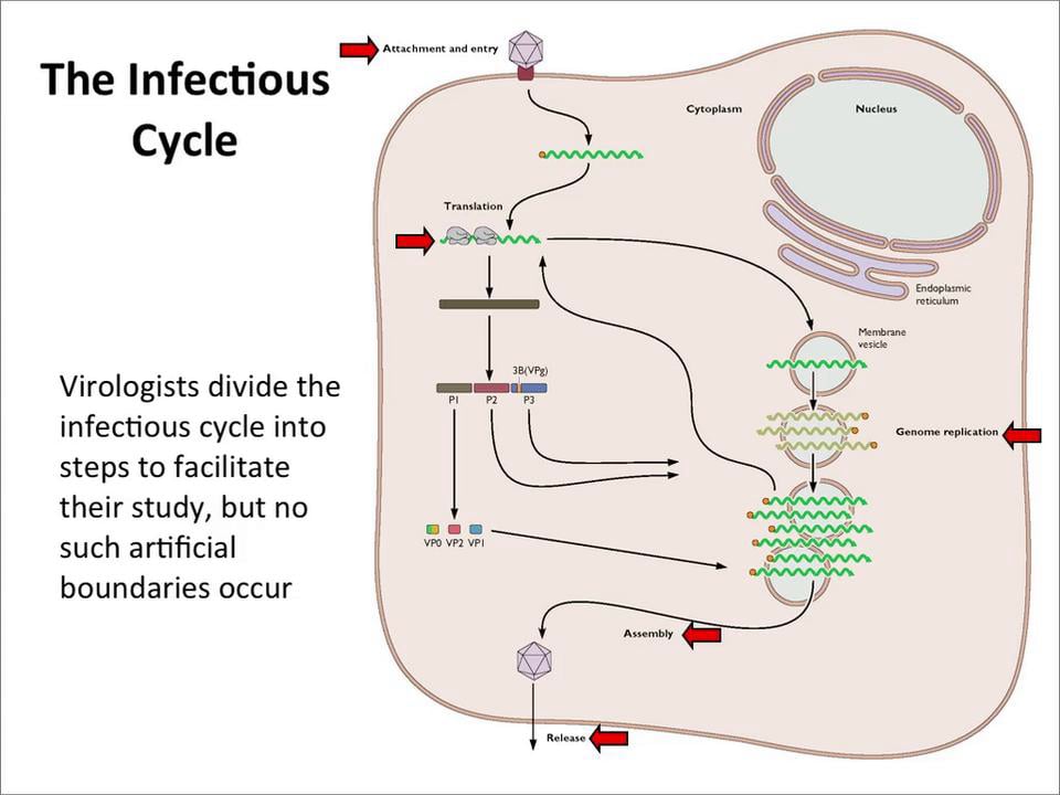 Virology Lecture #2: The infectious cycle