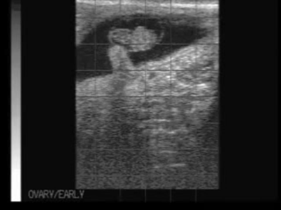 Fetus normal bovine 40 days BCF Easi-Scan on Vimeo