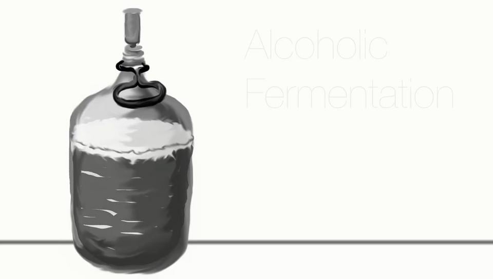 Alcoholic Fermentation Animated Storyboards on Vimeo