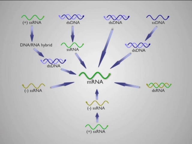 ssRNA viruses: general principles and strategies of replication. on Vimeo