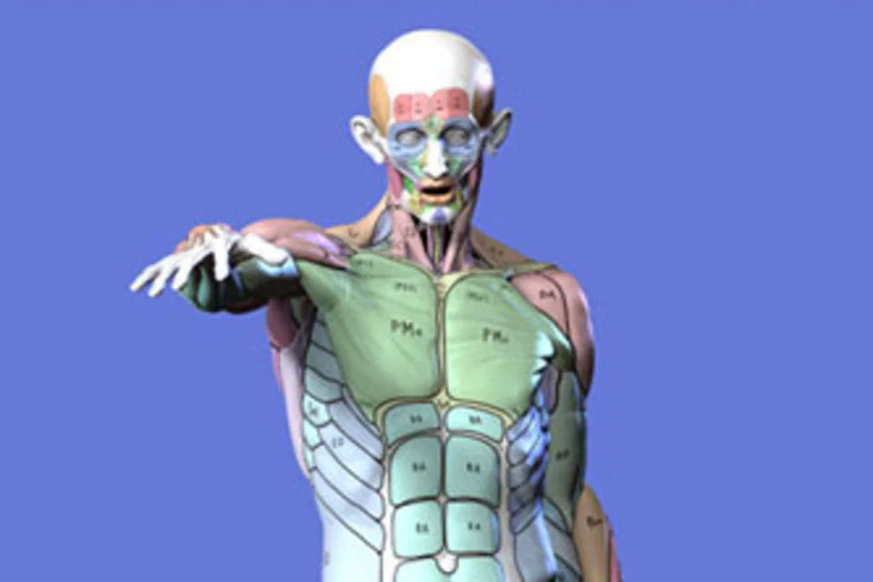 l'Ecorché - Classical Anatomy for Artists: Anatomy App on Vimeo