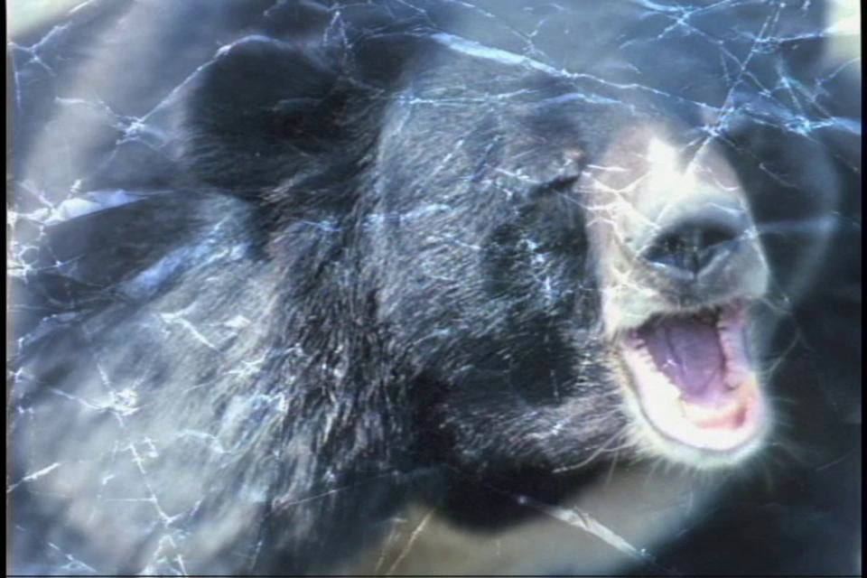 FEAR/ANIMAL NIGHTMARES (National Geographic/Animal Planet 2001) on Vimeo