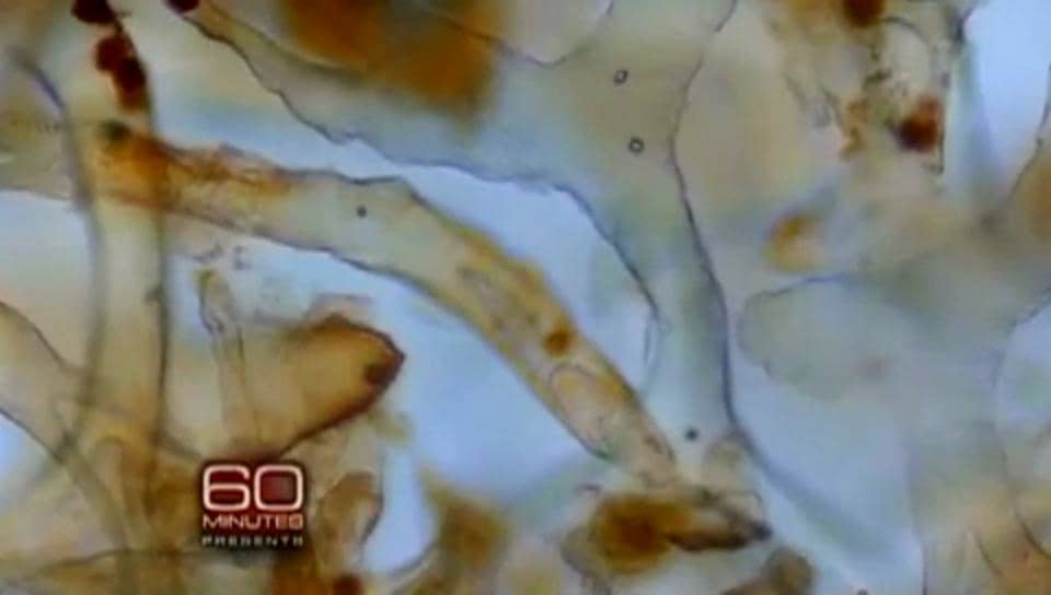 Soft Tissue Dinosaur: T. rex, Etc. on Vimeo