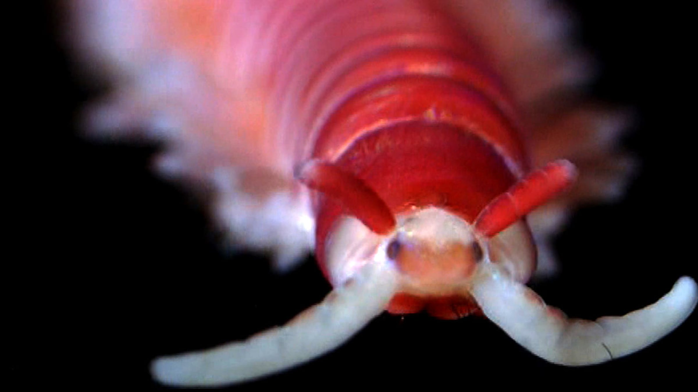 Annelids: Powerful and Capable Worms