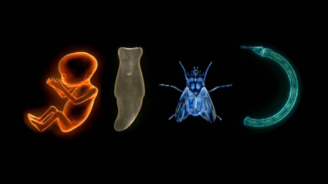 Genetics: How Genes Direct Development on Vimeo