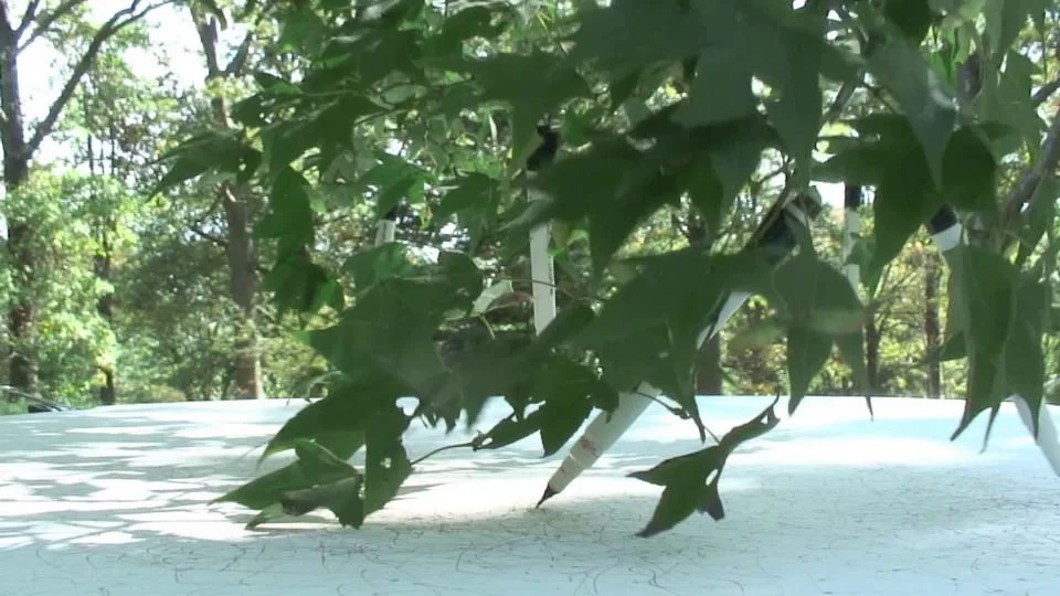 tim knowles - Tim Knowles "Tree Drawing - Acer Olivaceum #1," 2011 on Vimeo