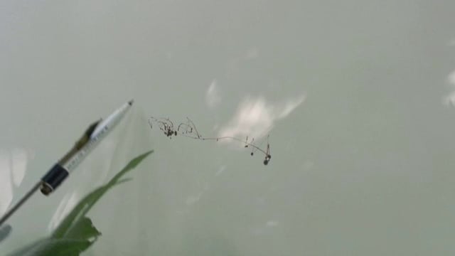 tim knowles - Tim Knowles "Tree Drawing - Acer Olivaceum #1," 2011 on Vimeo