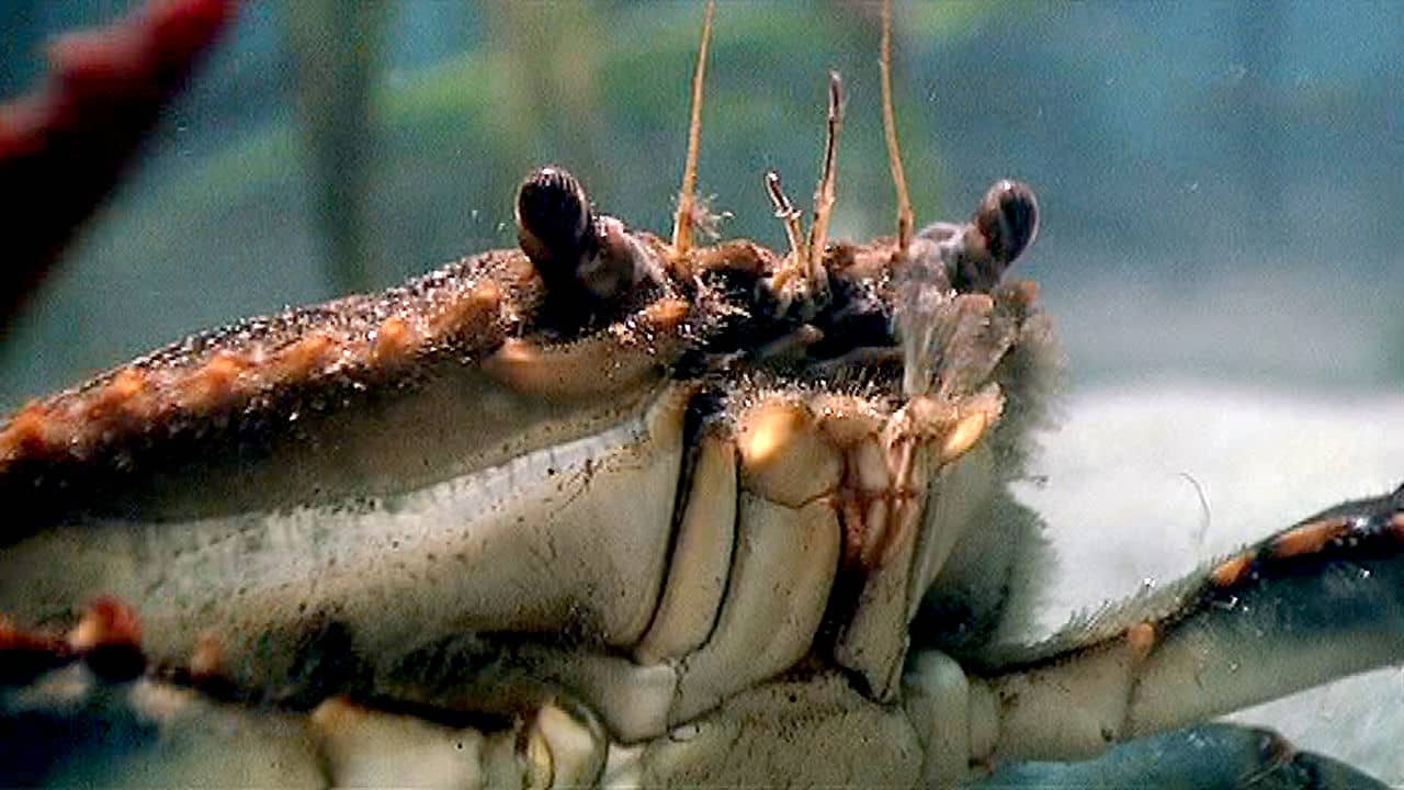 Marine Arthropods: A Successful Design on Vimeo