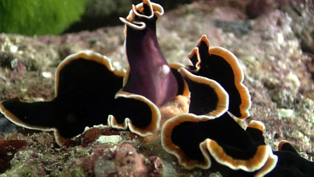 Flatworm: Reproduction on Vimeo