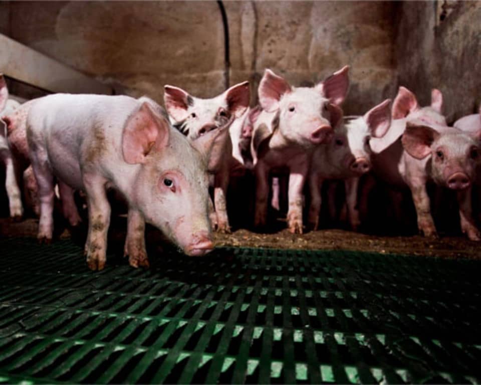 Pig Farms: an Animal Equality documentary - Trailer on Vimeo