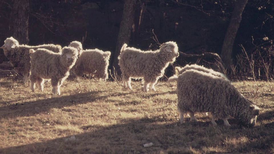 PostNatural History: BioSteel Goats on Vimeo