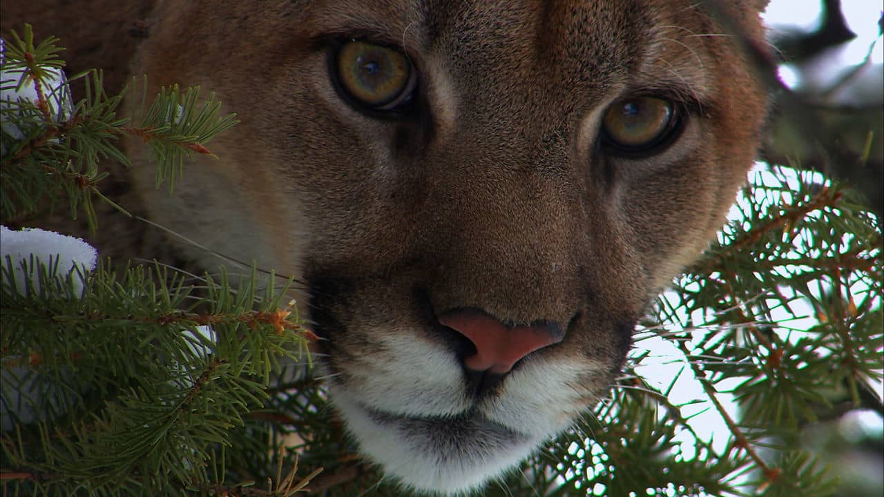 America the Wild: Stalking the Mountain Lion on Vimeo