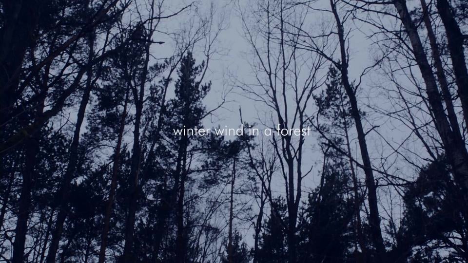 winter wind in a forest on Vimeo