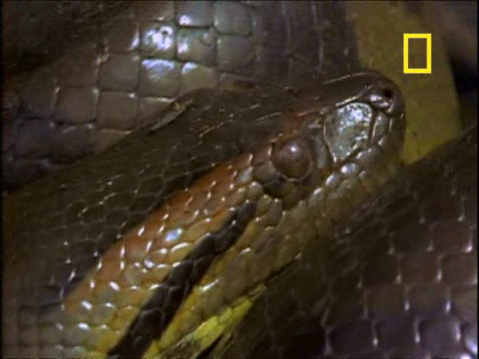Anaconda Breeding Ball on Vimeo