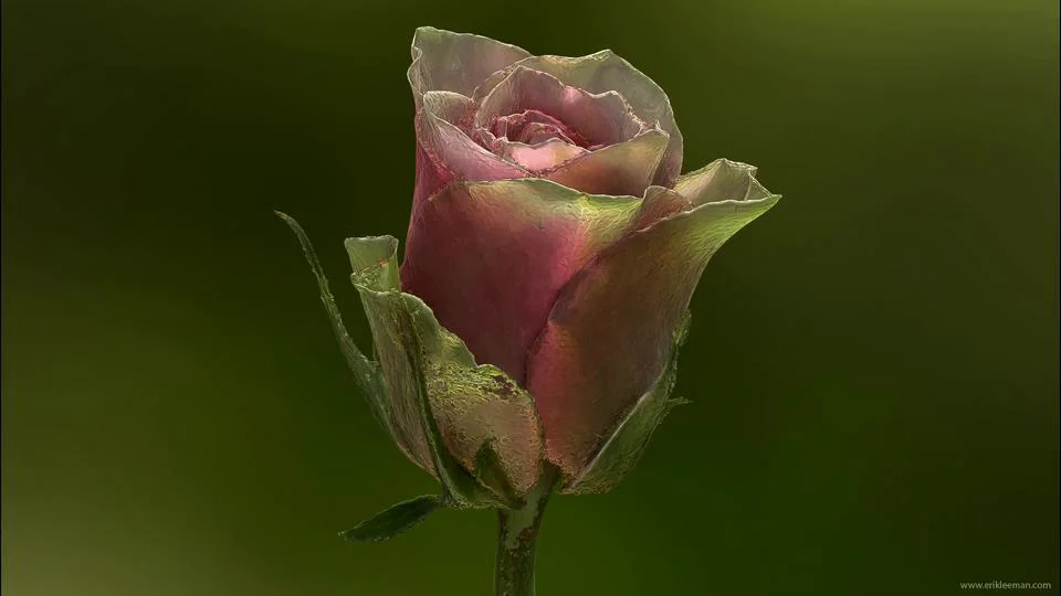 3D rose scan animation 2 1920x1080