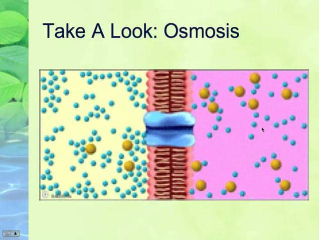 3-3 Osmosis and Diffusion (Passive Transport) on Vimeo