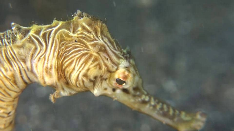Zebra-striped Seahorse on Vimeo