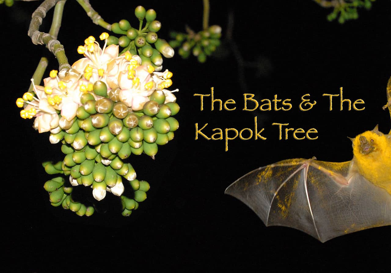 The Bats & The Kapok Tree on Vimeo
