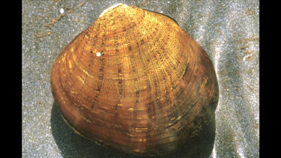 3. Bivalve Basics on Vimeo