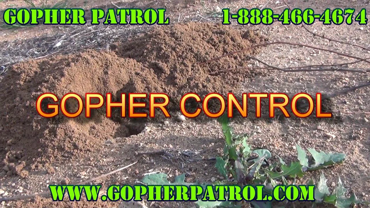 Gopher Patrol on Vimeo
