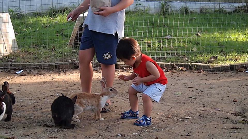 Animal farm rabbits on Vimeo