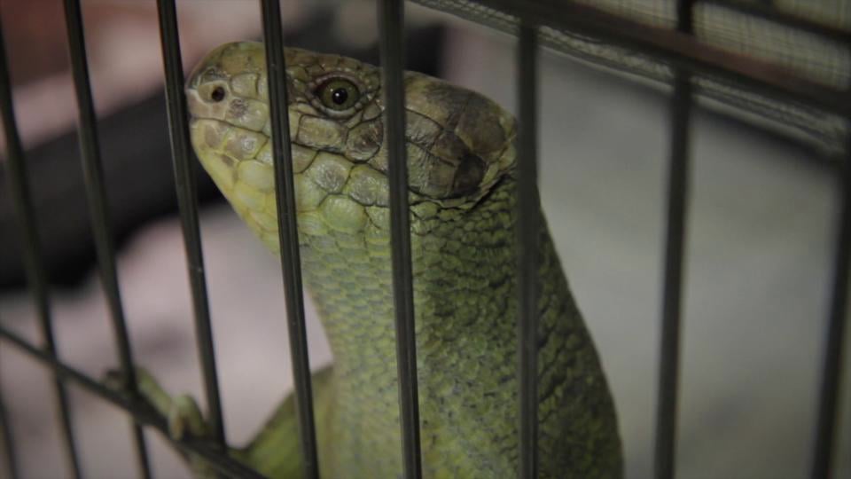 Reptiles Alive on Vimeo