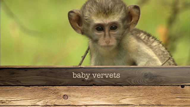 Cute Animals on Vimeo
