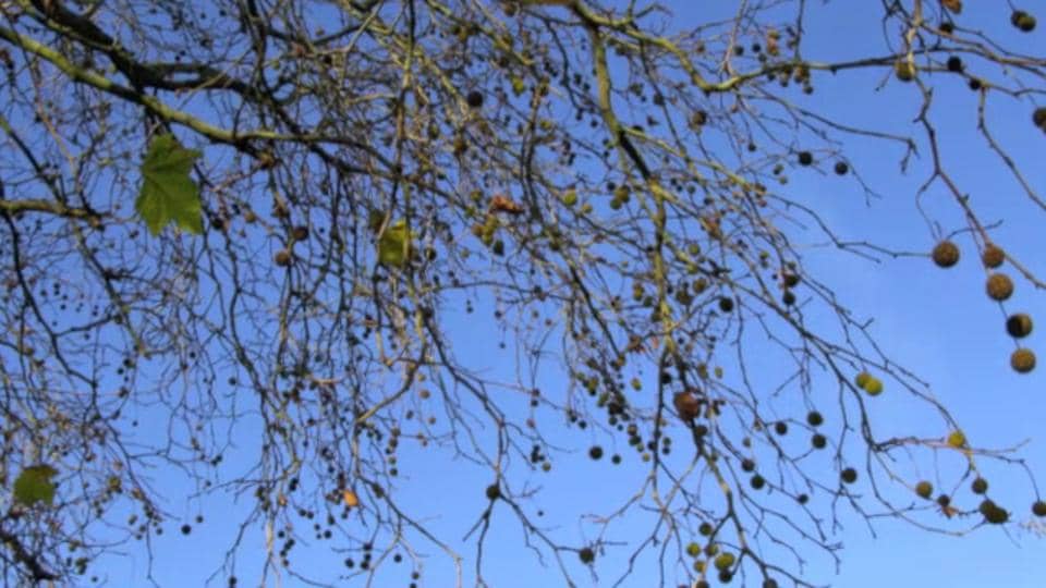 Pom Pom Tree 2012 on Vimeo