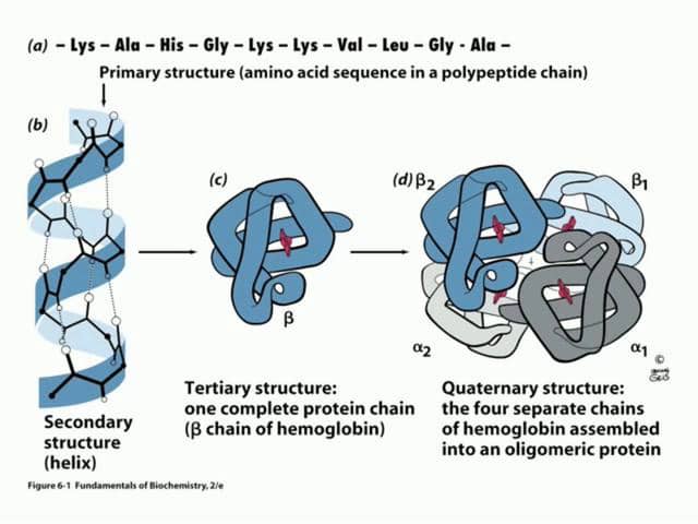 Protein Three Dimensional Structure Part 1, 2 Oct 2009 on Vimeo
