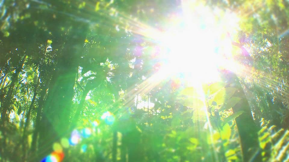 WWF SKY Rainforest Rescue Schools Challenge on Vimeo