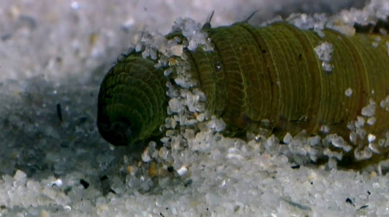 Annelids: Abarenicola, Burrowing Worm on Vimeo